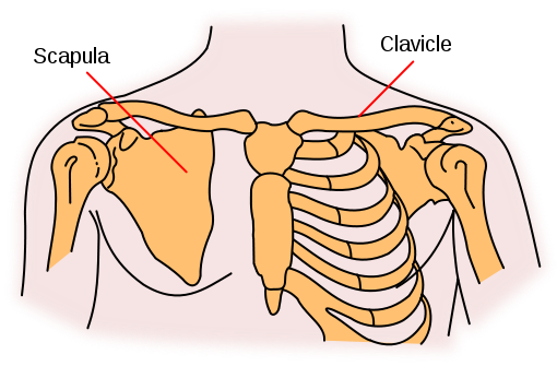 The Shoulder Girdle