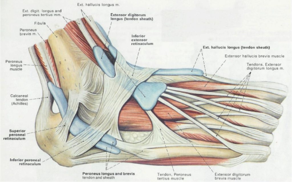 What Is A Retinaculum What Is A Retinaculum