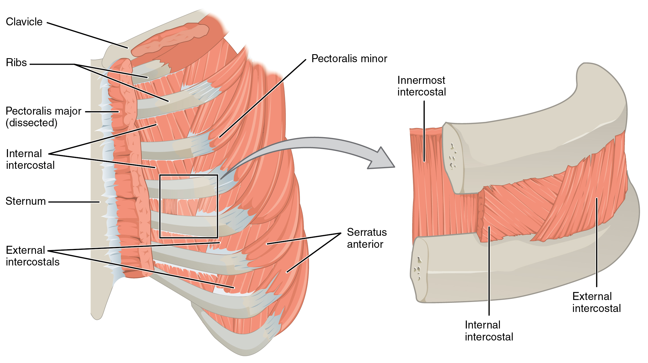 The Intercostal Muscles Of The Ribcage The Intercostal Muscles Of The Ribcage